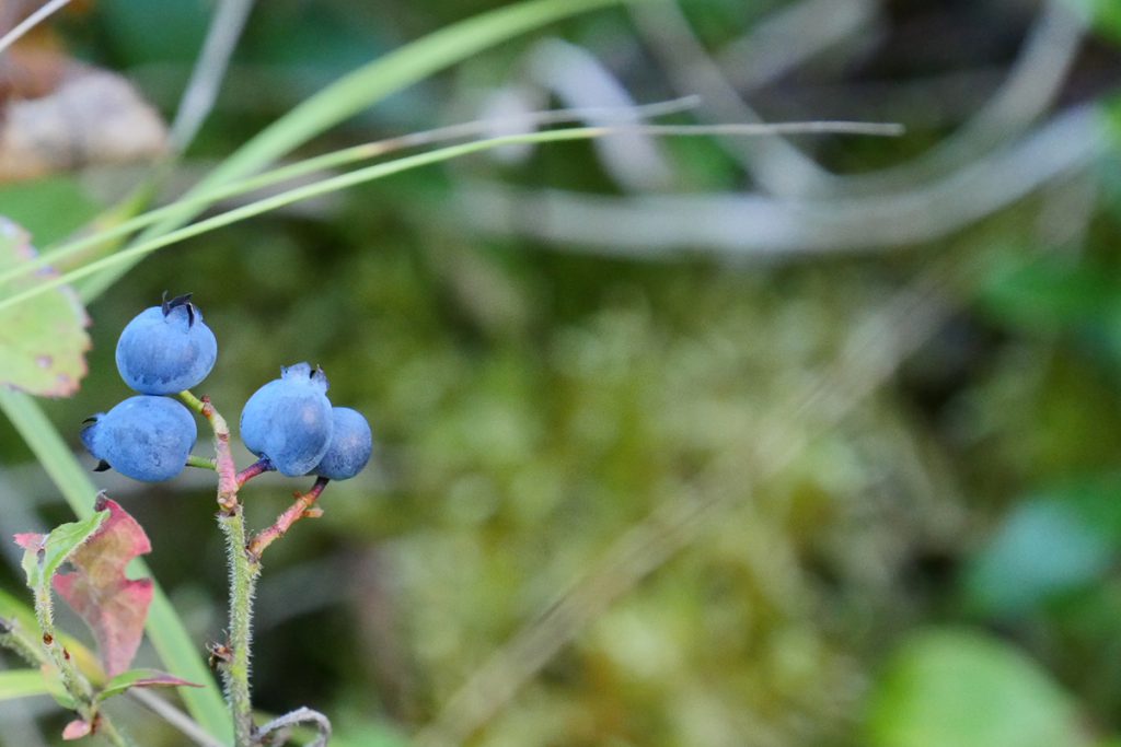Elders berry picking day - Xatśūll First Nation